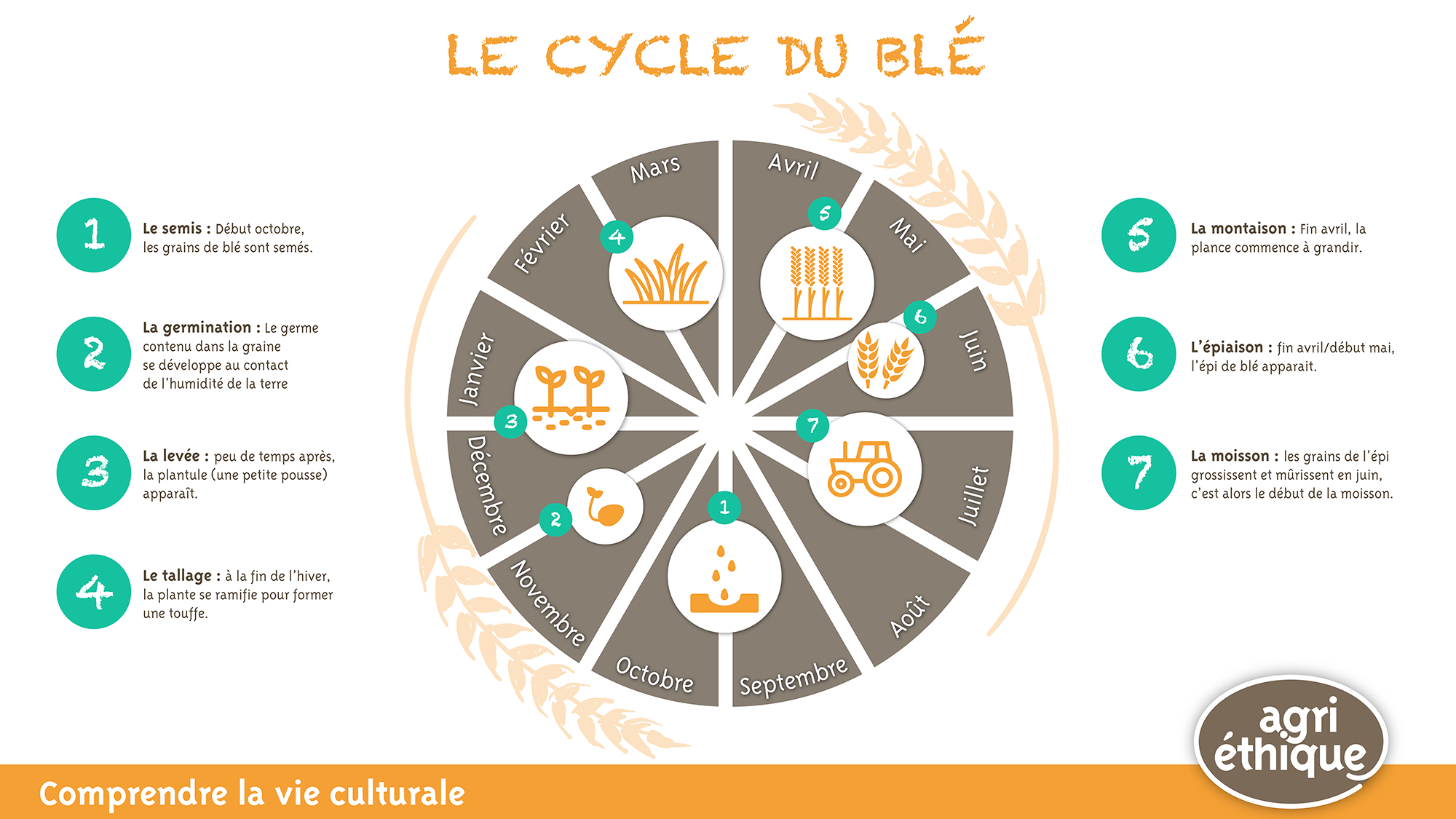 Infographie : le cycle du blé - Agri-Éthique Infographie : le cycle du blé - Agri-Éthique